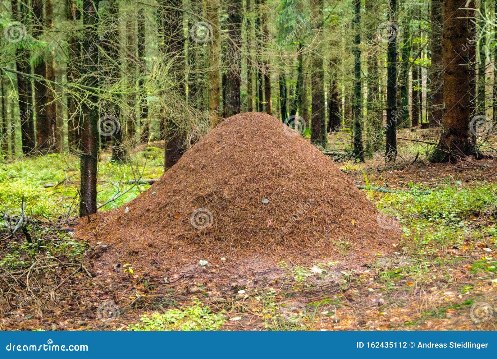 Red forest ants stock photo. Image of european, fischbeker - 162435112