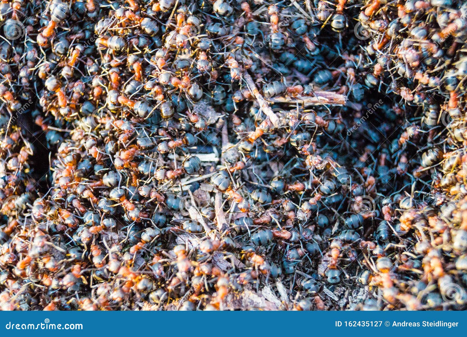 Red forest ants stock image. Image of fischbek, large - 162435127
