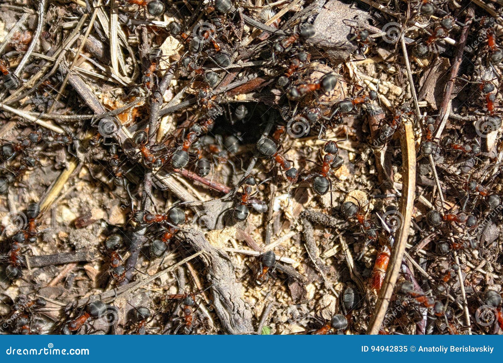 Red Forest Ants close-up stock image. Image of insect - 94942835