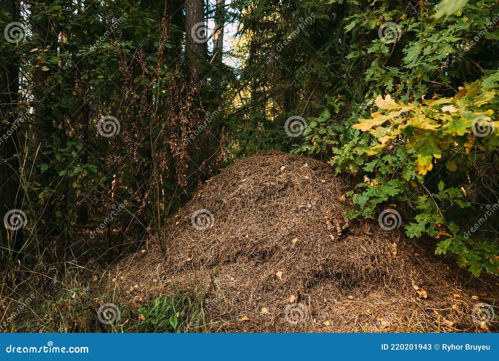 Red Forest Ants (Formica Rufa) in Anthill Under Pine Tree. Red Ant ...