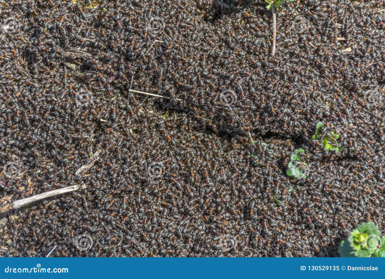 Ant Colony in the Early Spring at the Forest. Stock Image - Image of ...