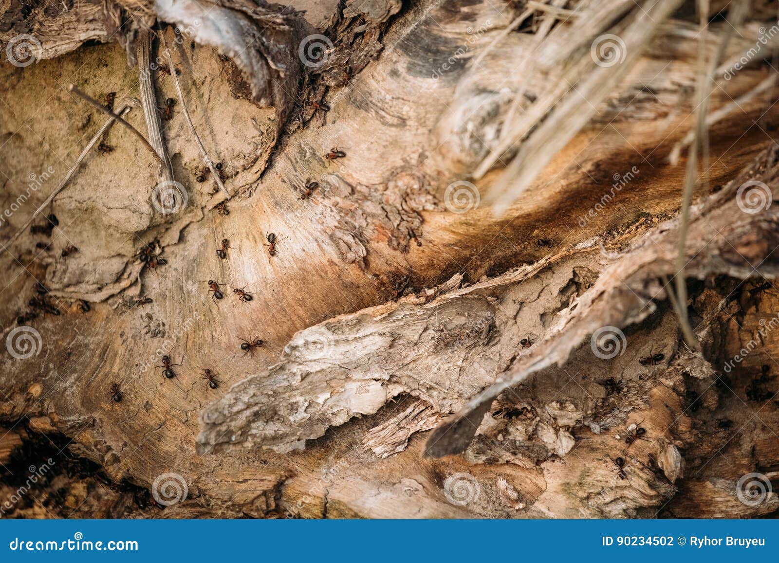 Red Forest Ants Formica Rufa on a Fallen Old Tree Trunk. Ants Stock ...
