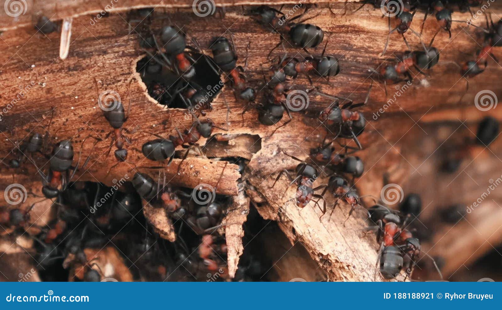 Red Forest Ants Formica Rufa on a Fallen Old Tree Trunk. Ants Moving in ...