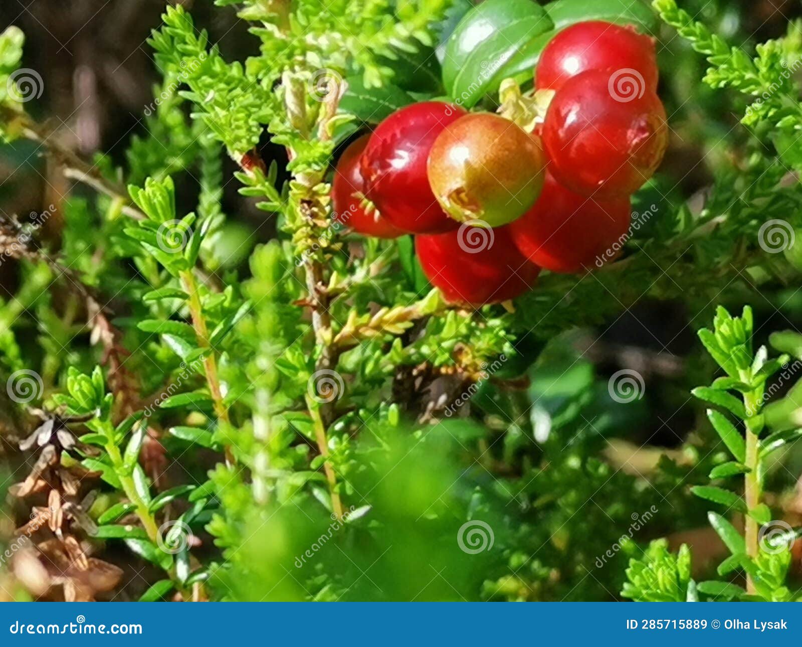 Red Forest Berries Summer Vitamins Food Macro Stock Image - Image of ...