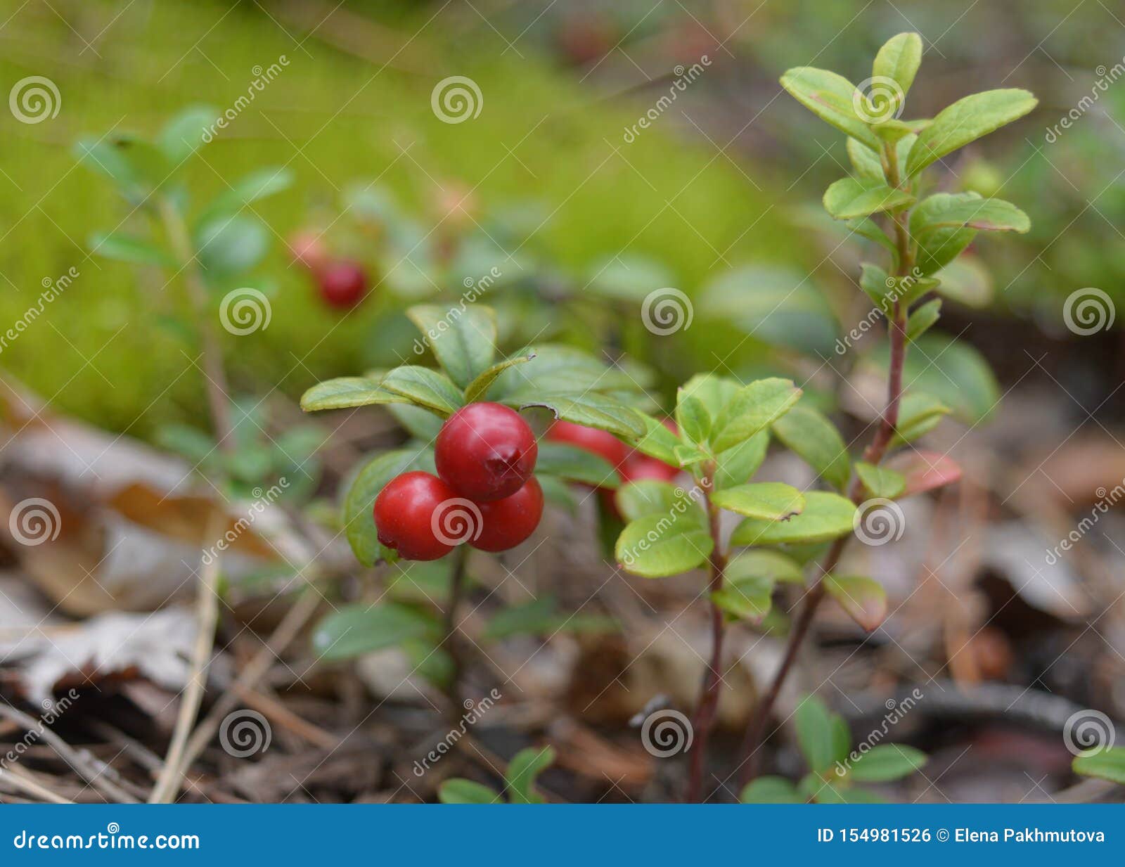 Red Forest Berry Cranberries Growing on the Soil in the Forest among ...