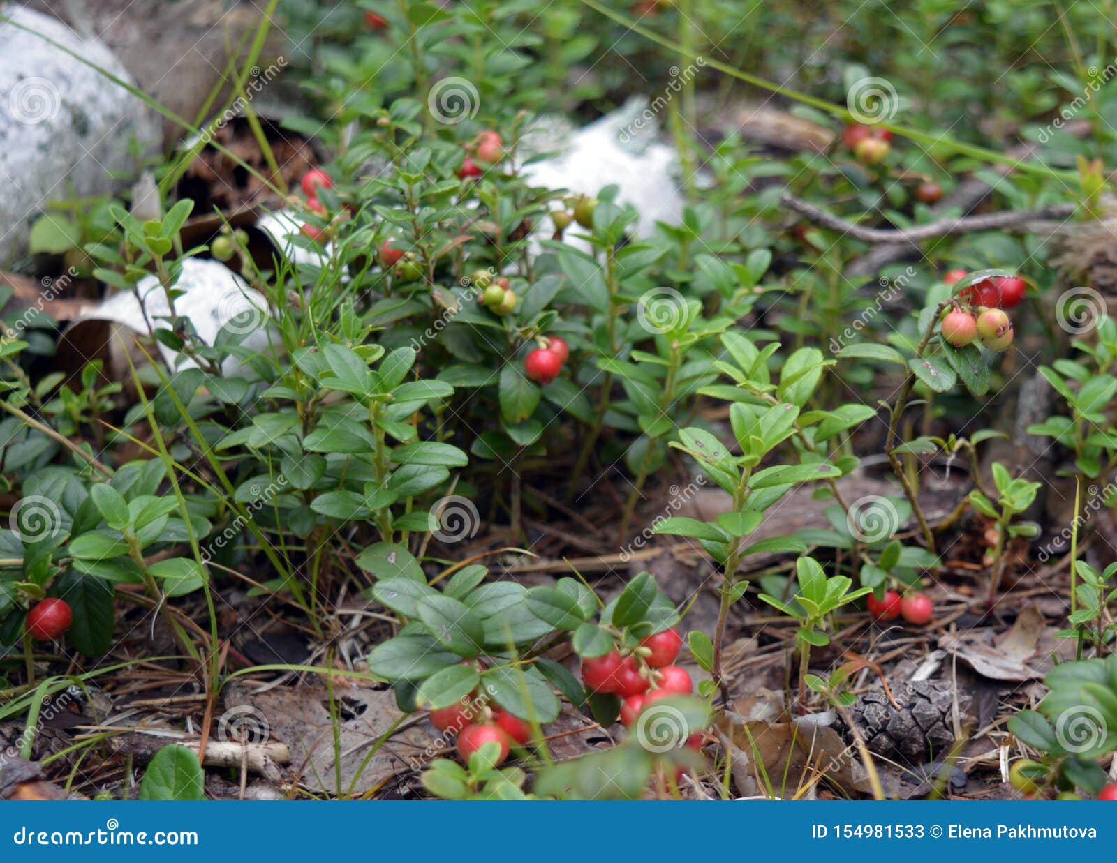 Red Forest Berry Cranberries Growing on the Soil in the Forest among ...