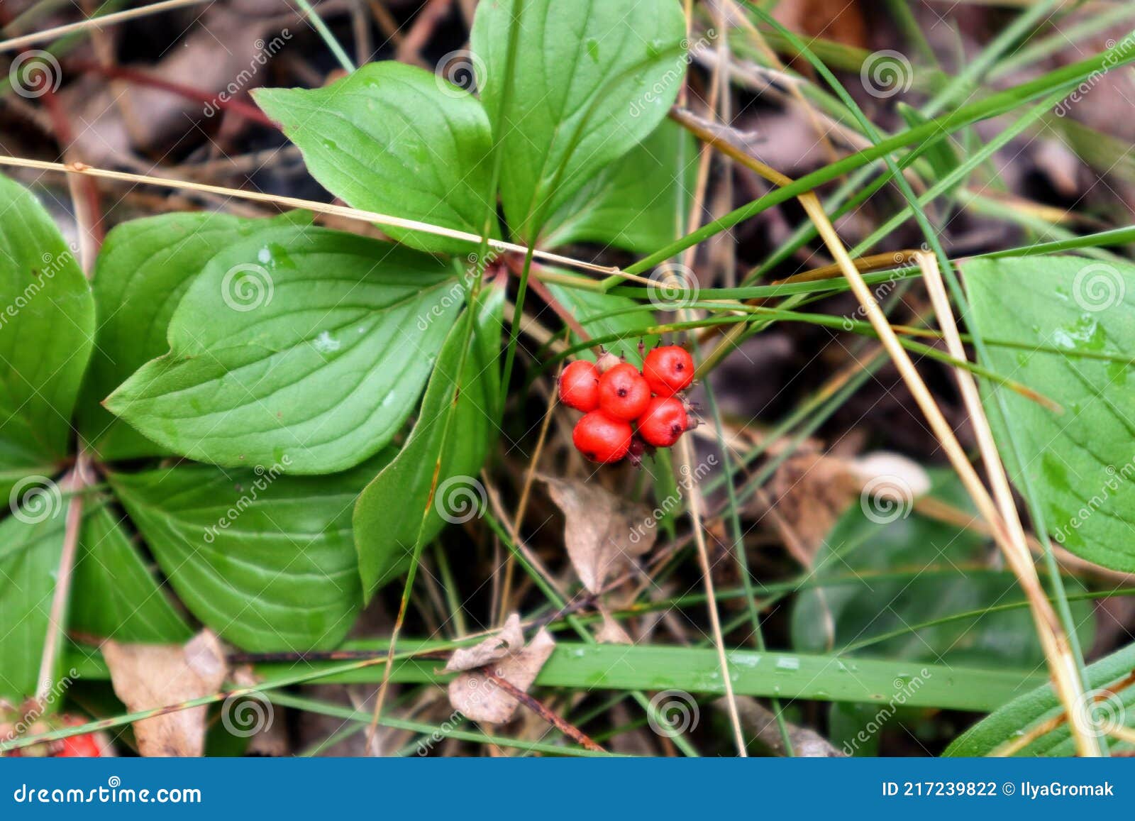 Red Forest Berry with Green Leaves Stock Photo - Image of plant, leaf ...