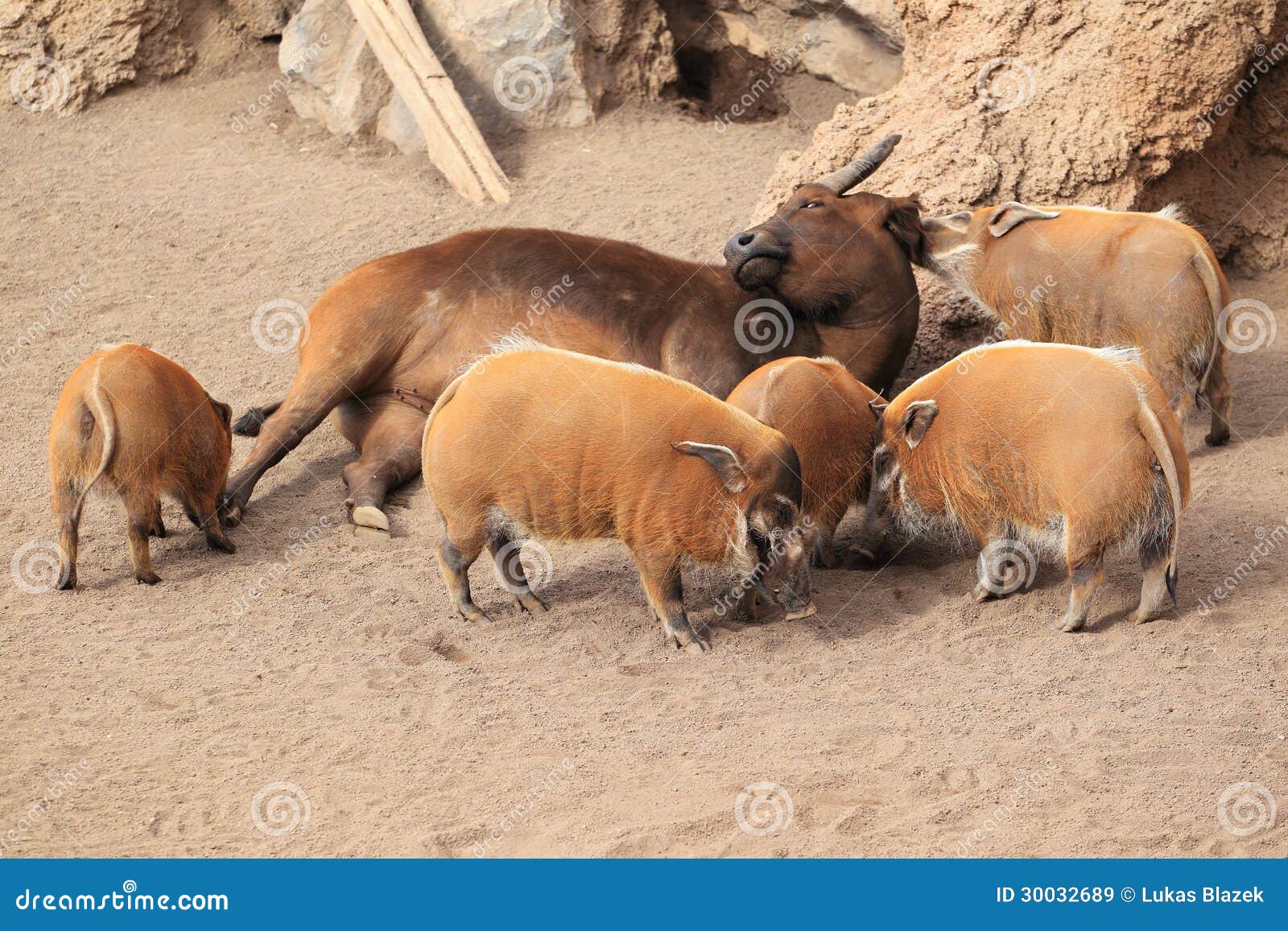 Red Forest Buffalo and Pigs Stock Image - Image of buffalo, africa ...