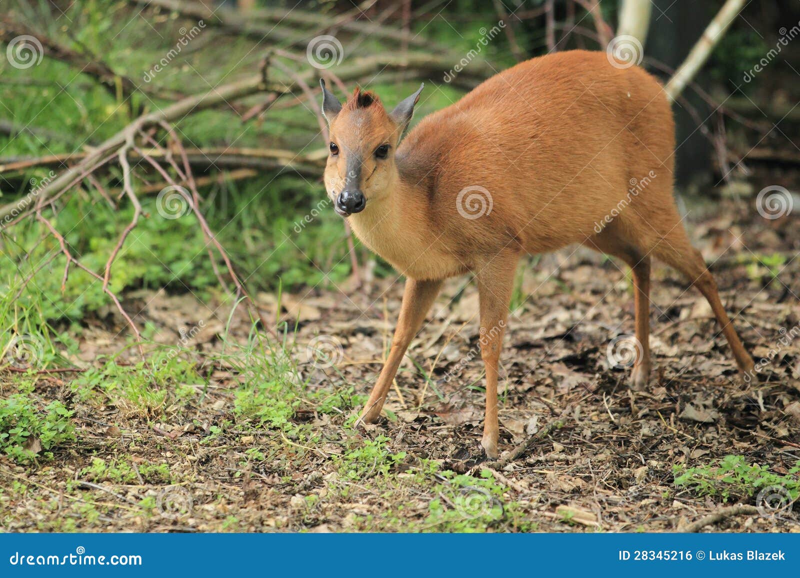 Red forest duiker stock photo. Image of mammal, cephalophus - 28345216