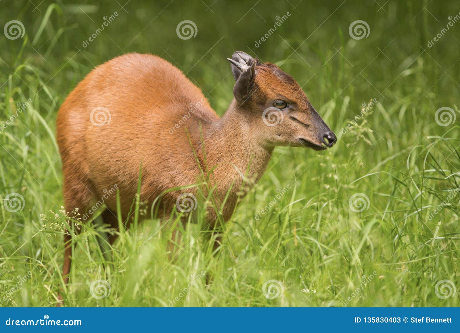 Red Forest Duiker Antelope on Grass Stock Image - Image of cute ...