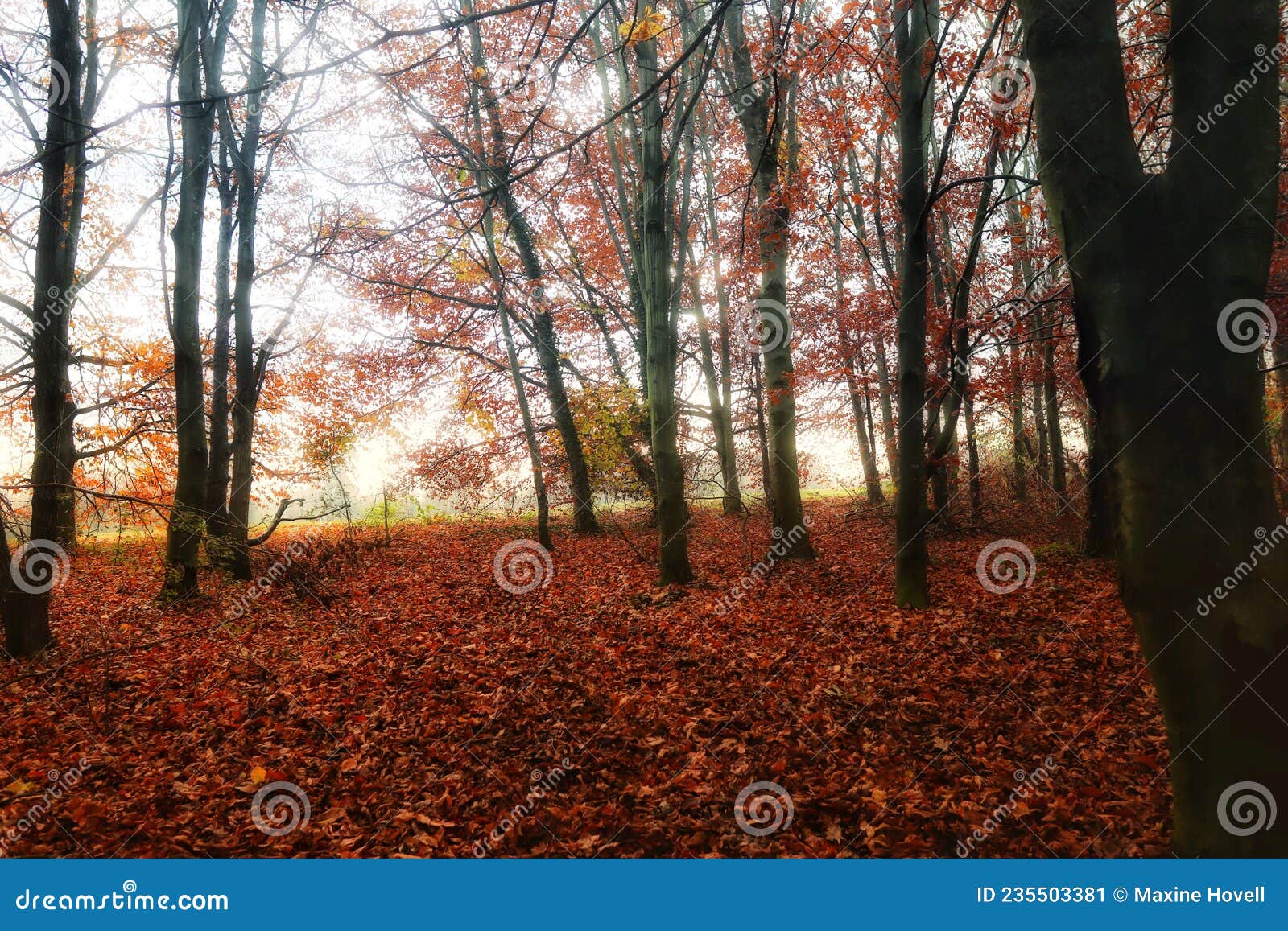 A red forest in fall stock image. Image of trees, line - 235503381