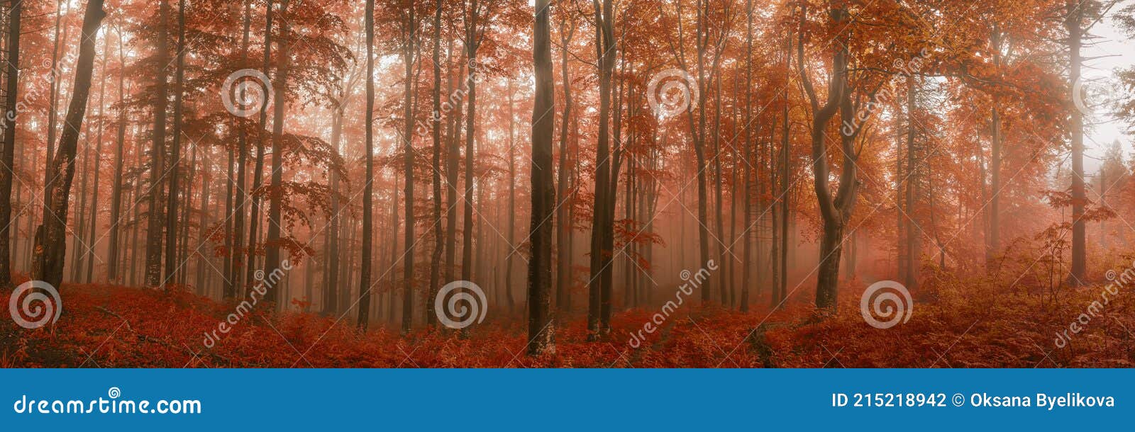 Red Forest Panorama with Soft Rays of Light Falling through Fog Stock ...