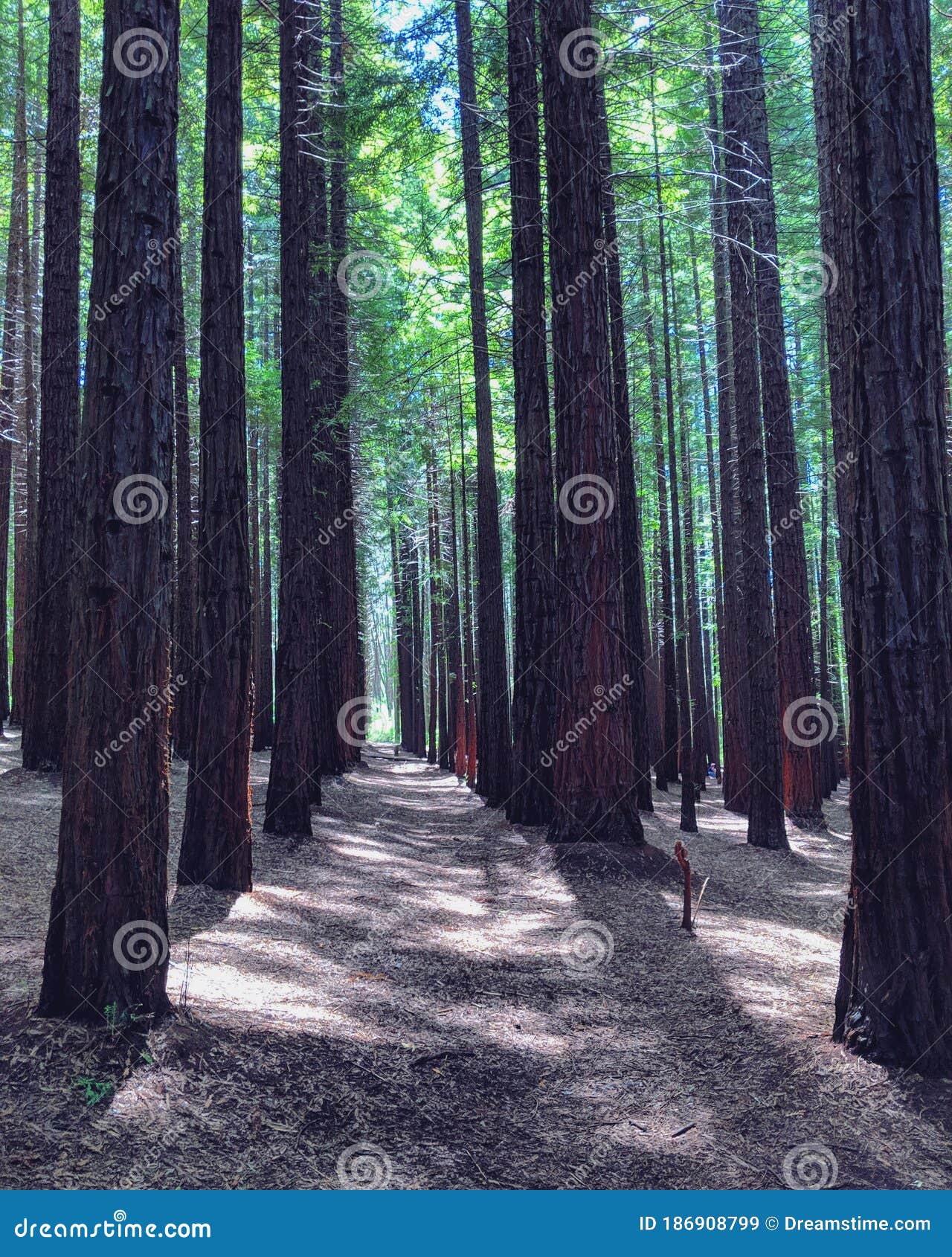 Red forest, tree inline stock image. Image of deciduous - 186908799