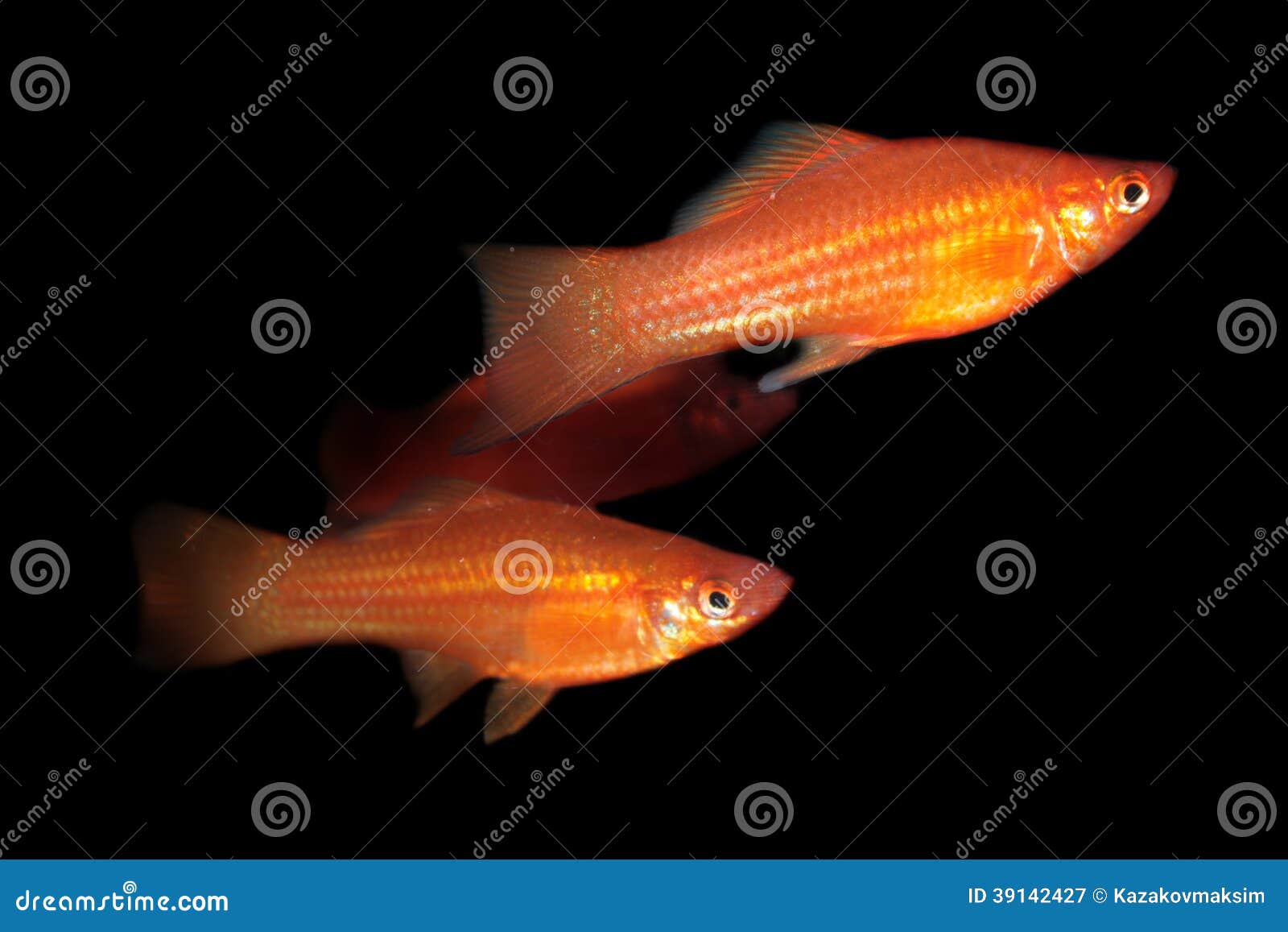 Xiphophorus Fishes In Aquarium Royalty-Free Stock Image | CartoonDealer ...