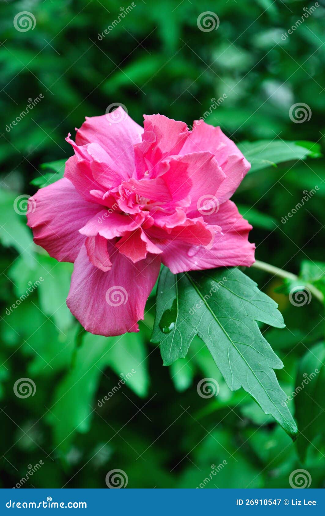 Red Fower with Green Leaves Stock Image - Image of floral, happiness ...