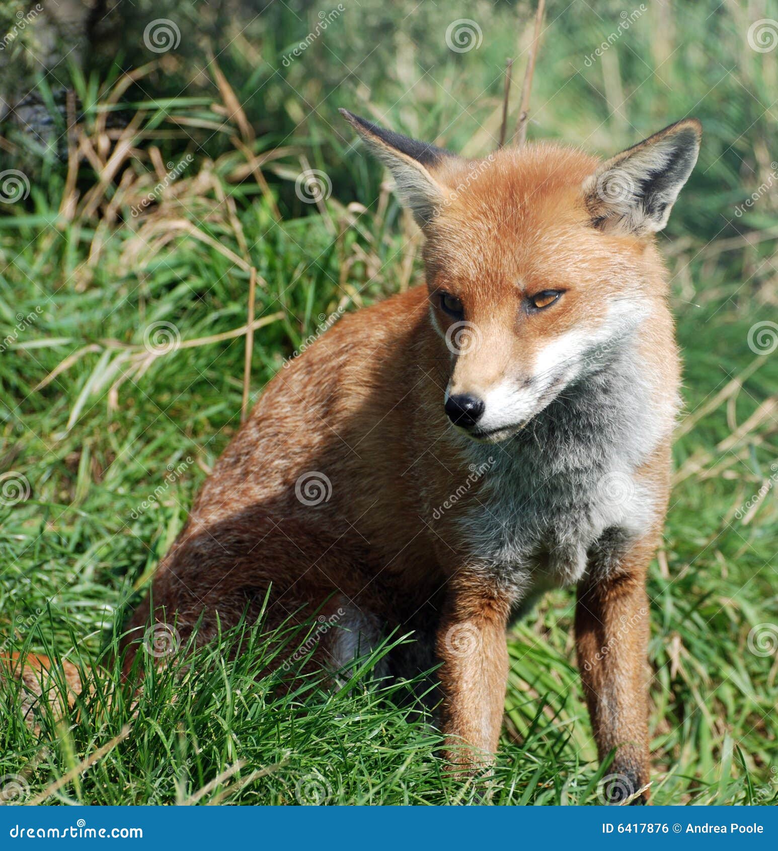 Red Fox 0039 stock photo. Image of wildlife, muzzle, wild - 6417876