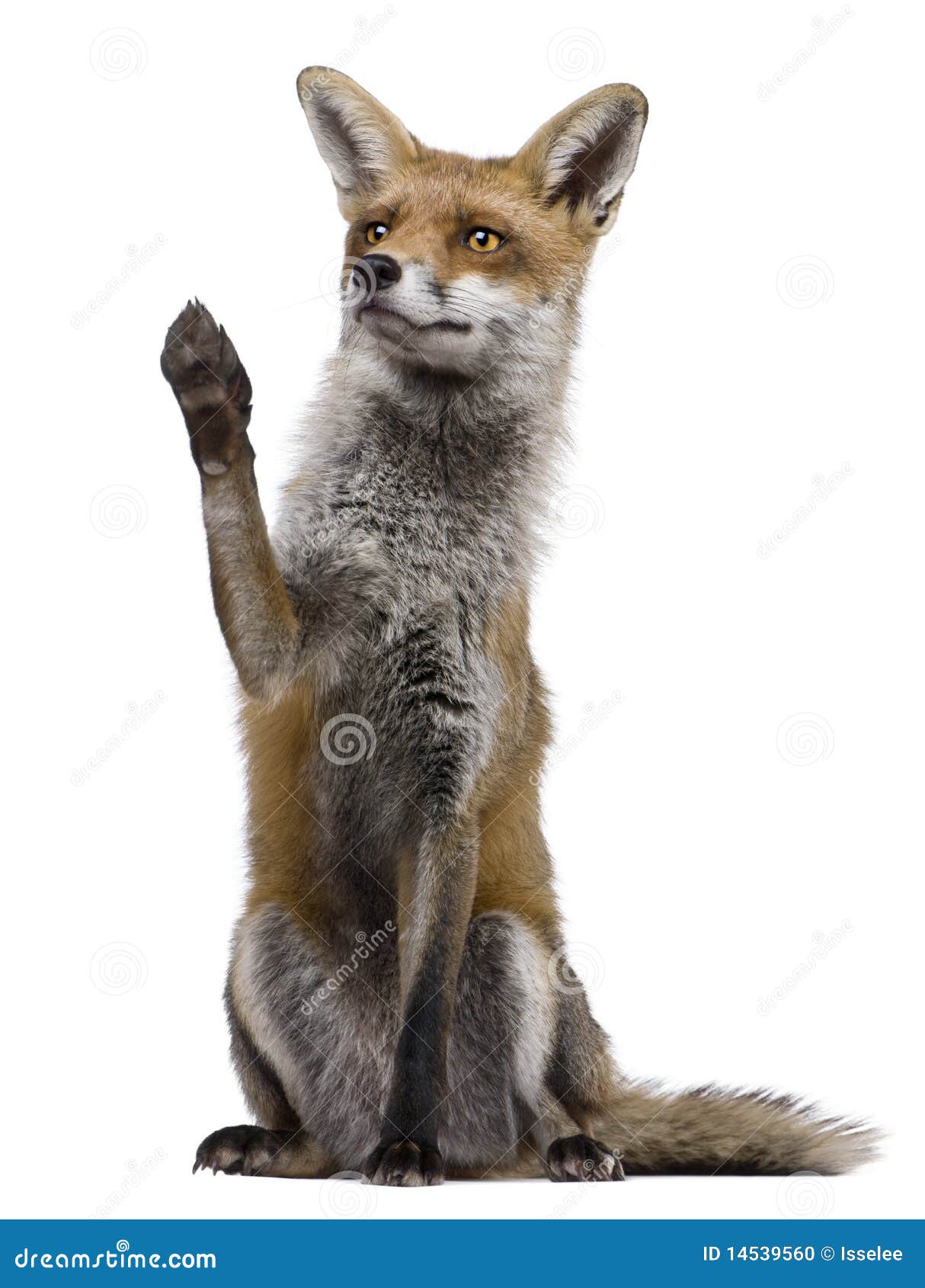 Red Fox, 1 Year Old, Sitting with Paw Raised Stock Photo - Image of ...