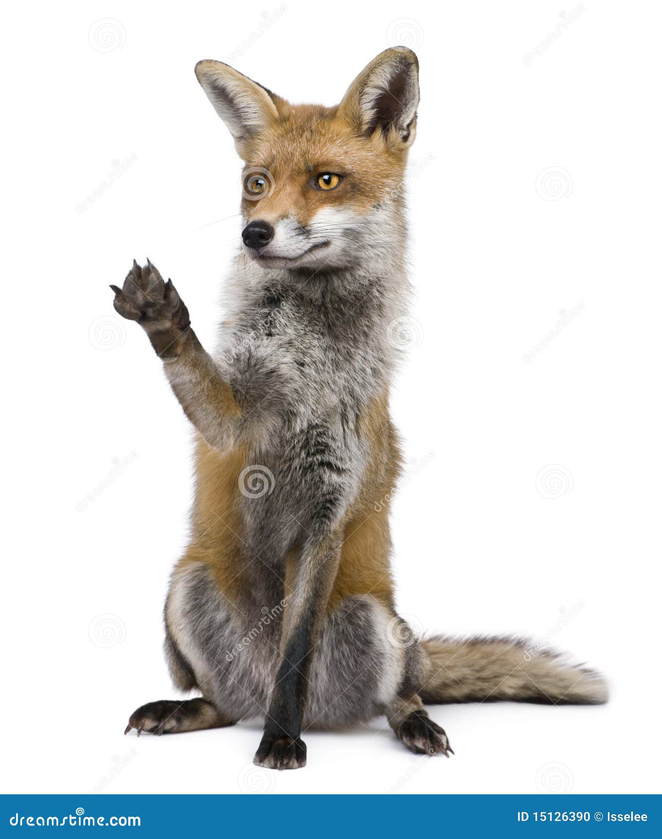 Red Fox, 1 Year Old, Sitting with Paw Raised Stock Photo - Image of ...
