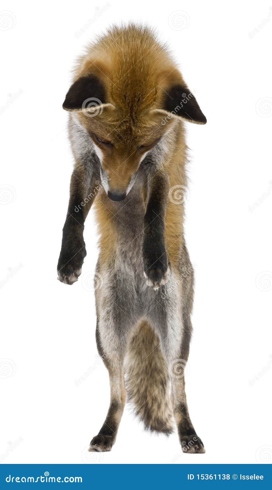 Red Fox, 1 Year Old, Standing On Hind Legs Royalty-Free Stock Image ...