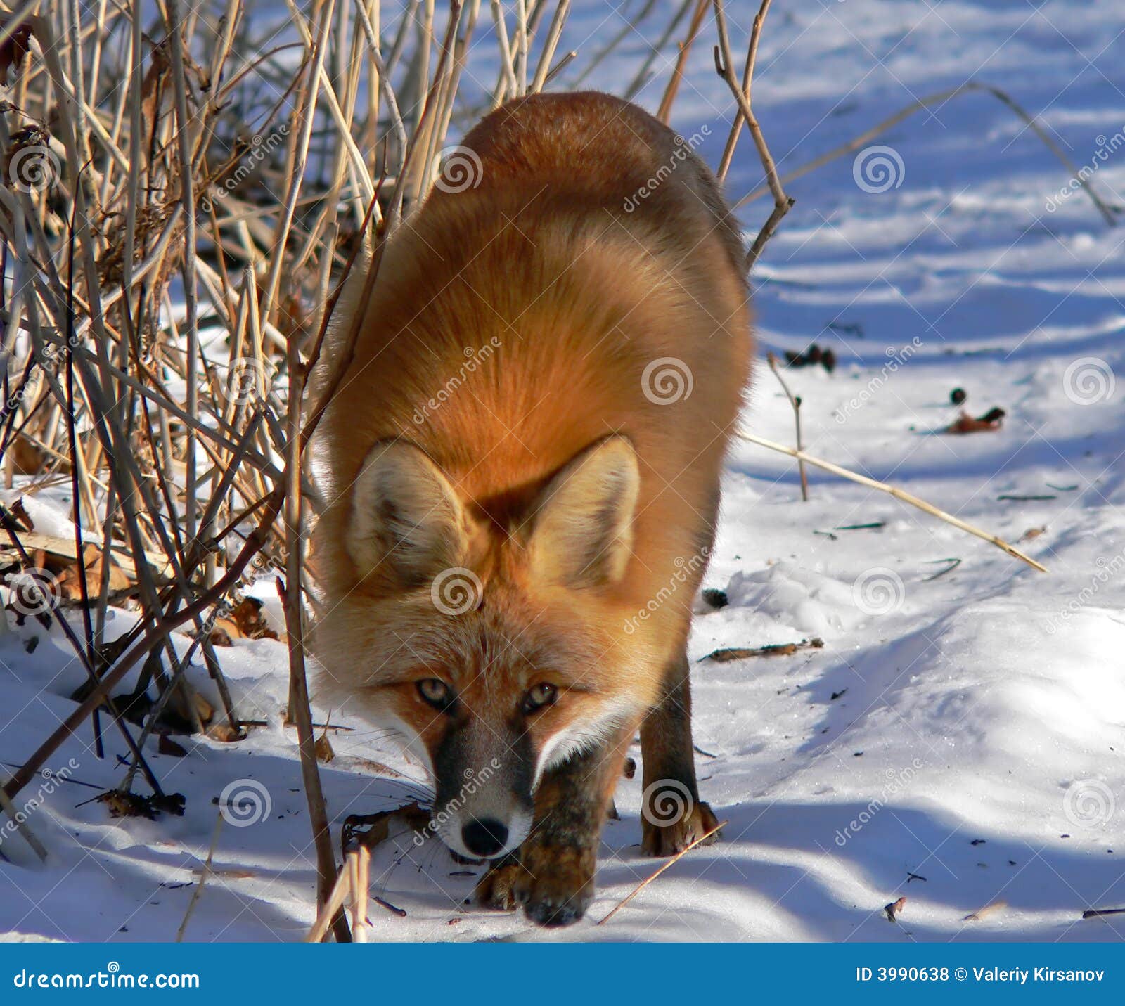 Red Fox 12 stock photo. Image of outdoor, smart, tail - 3990638