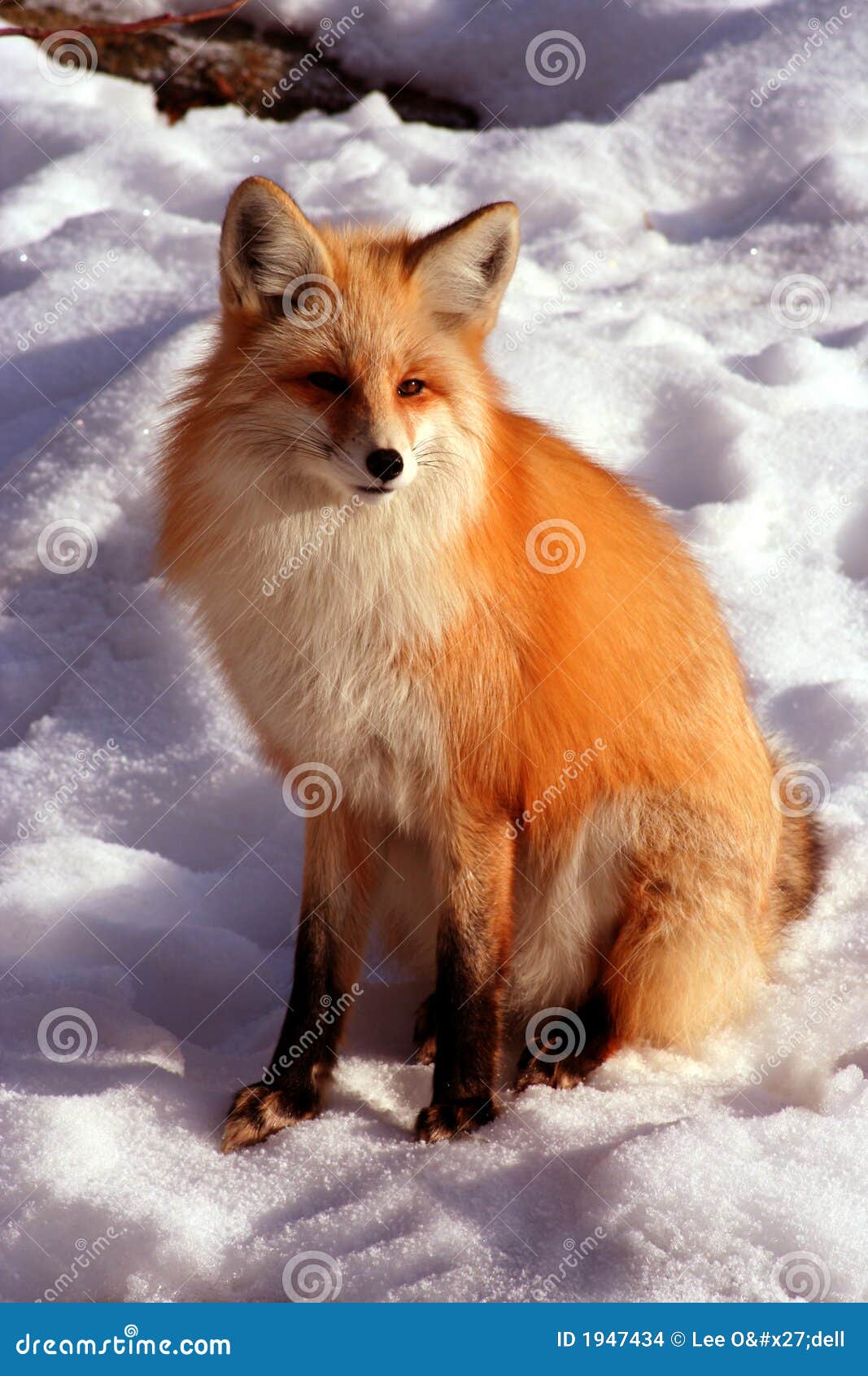 Red Fox 13 stock photo. Image of cold, natural, frozen - 1947434