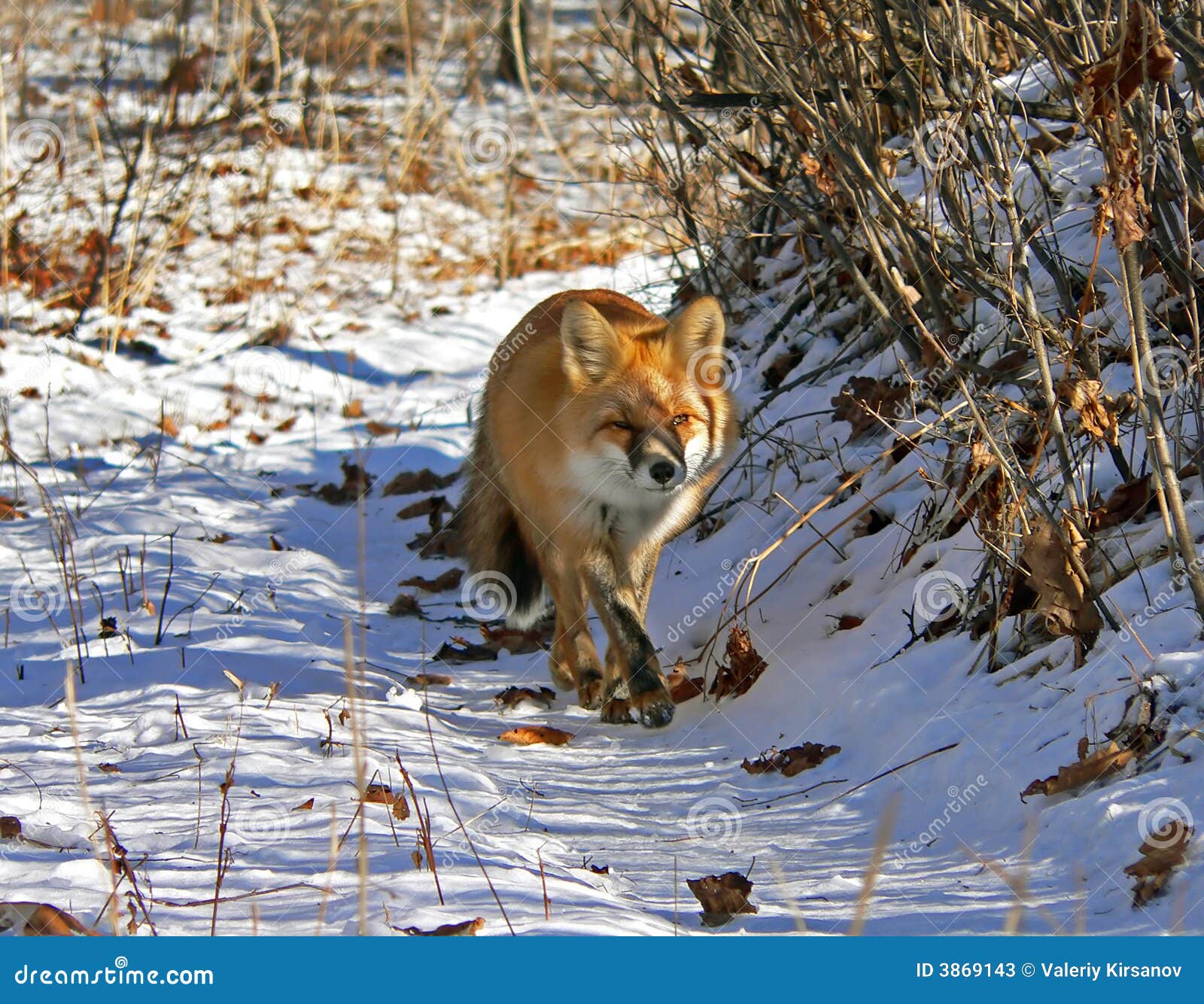 Red Fox 13 stock image. Image of tail, animals, hunting - 3869143