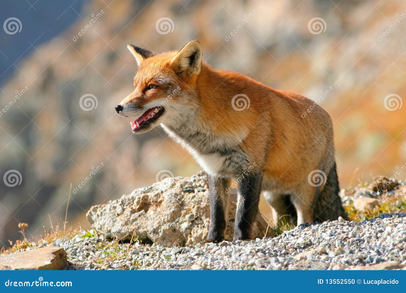 Red Fox stock photo. Image of wild, outdoors, image, photo - 13552550