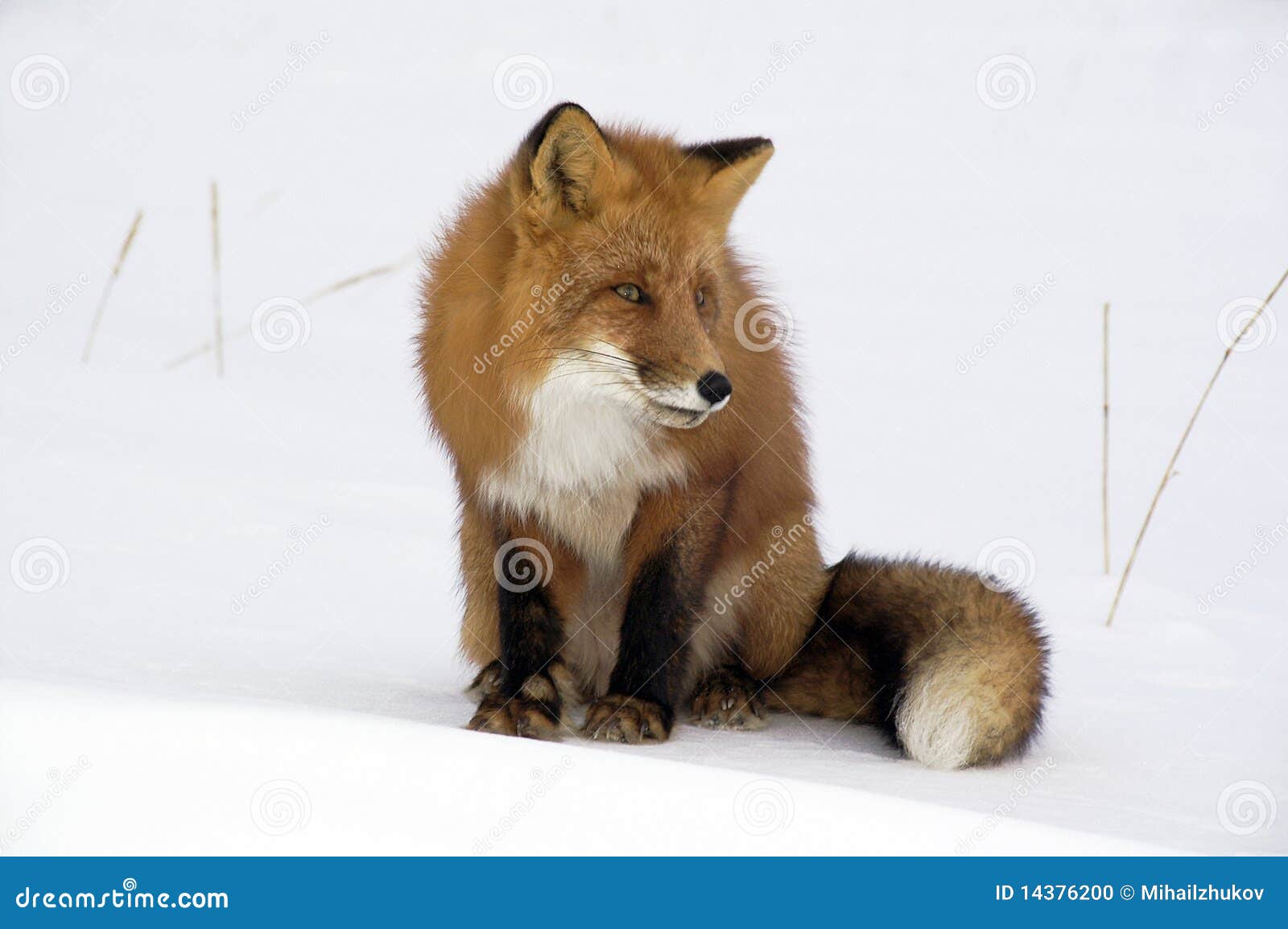 Red fox. stock photo. Image of kamchatka, cautious, russia - 14376200
