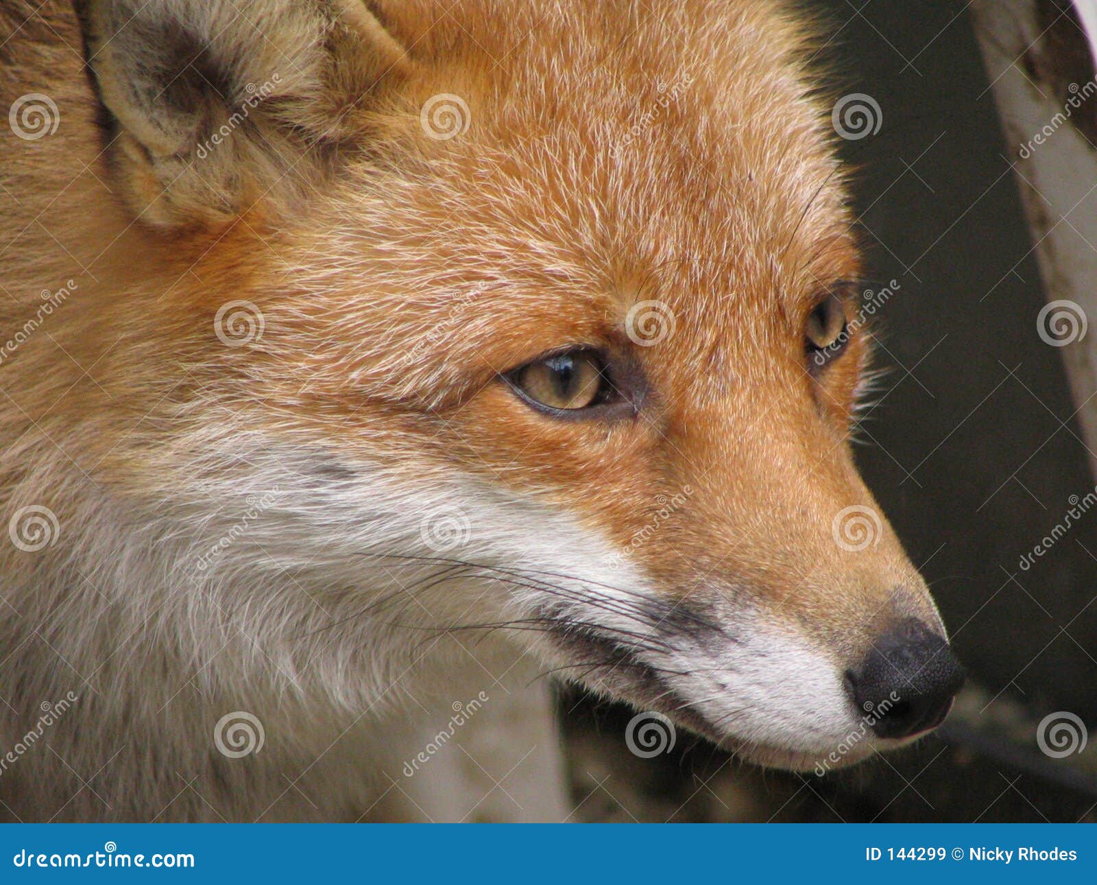 Red Fox stock image. Image of wildlife, cunning, hunter - 144299