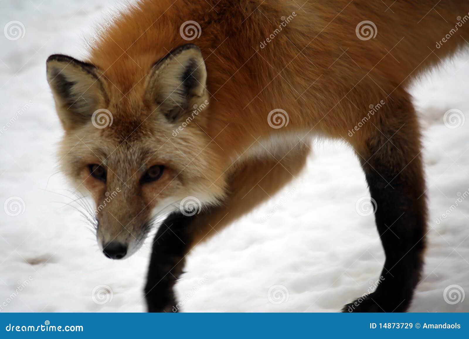 Red fox stock image. Image of cold, standing, brown, foxy - 14873729