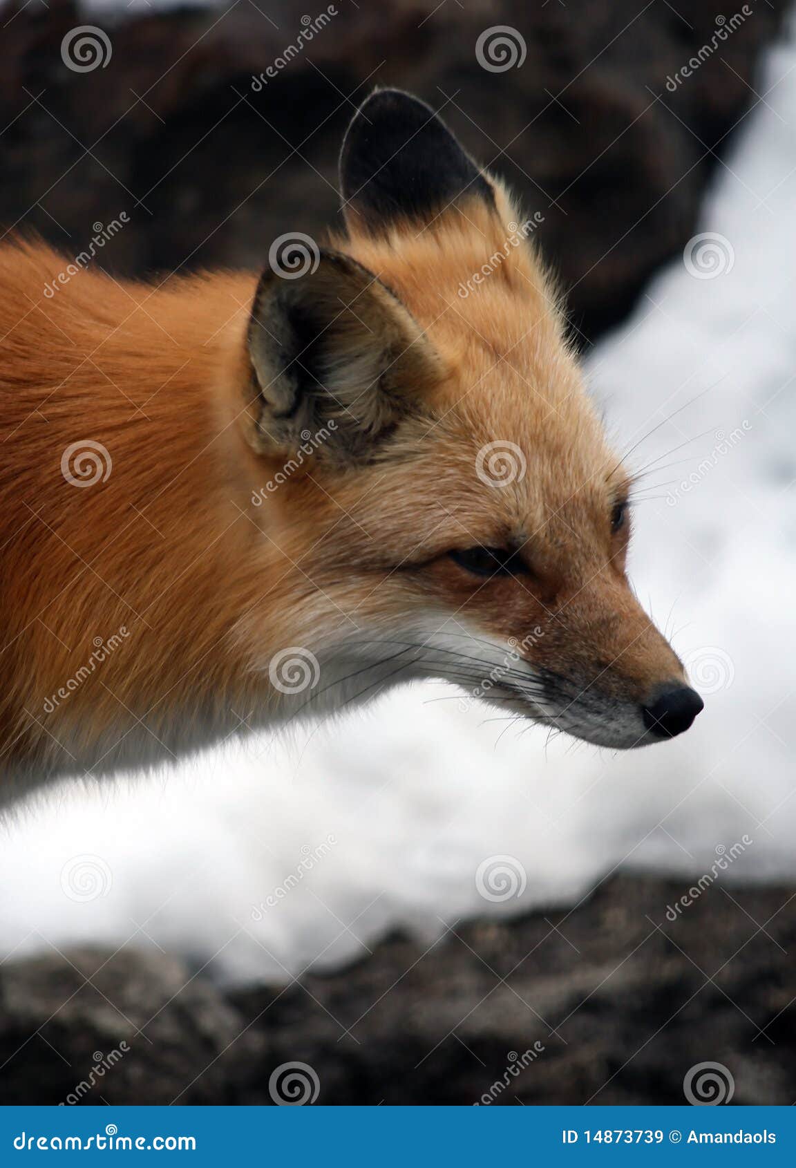 Red Fox Picture. Image: 14873739