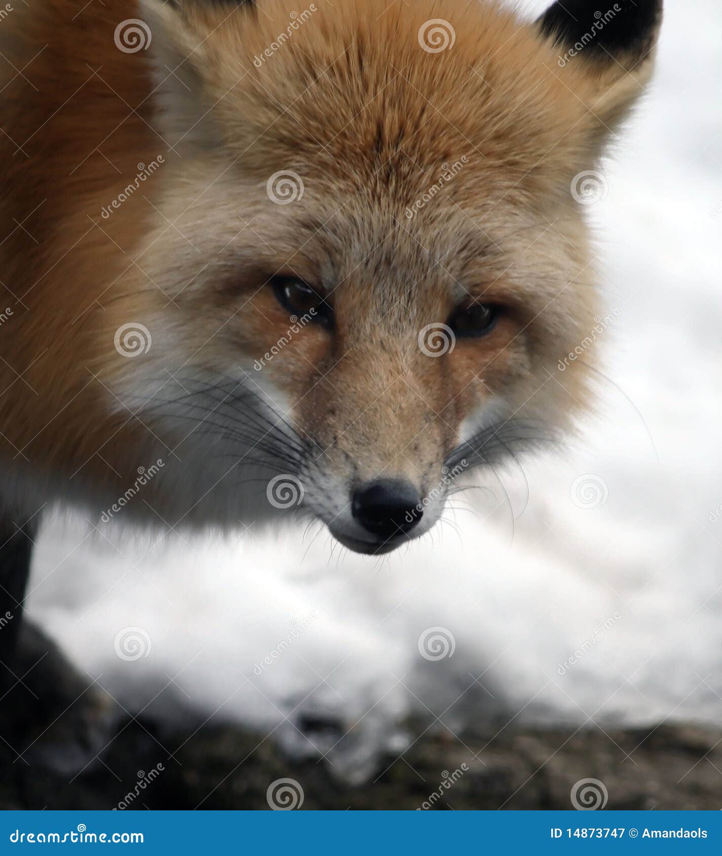 Red Fox Picture. Image: 14873747