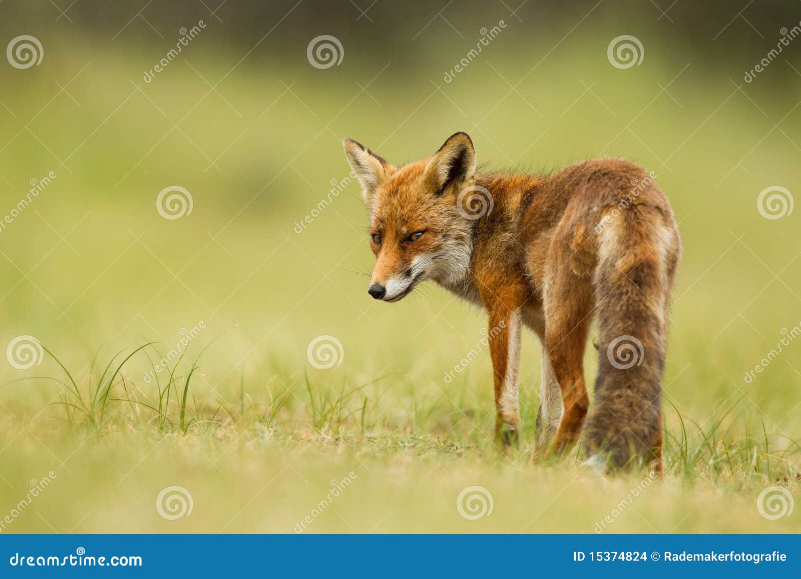 Fox Stock Photos - Dreamstime.com