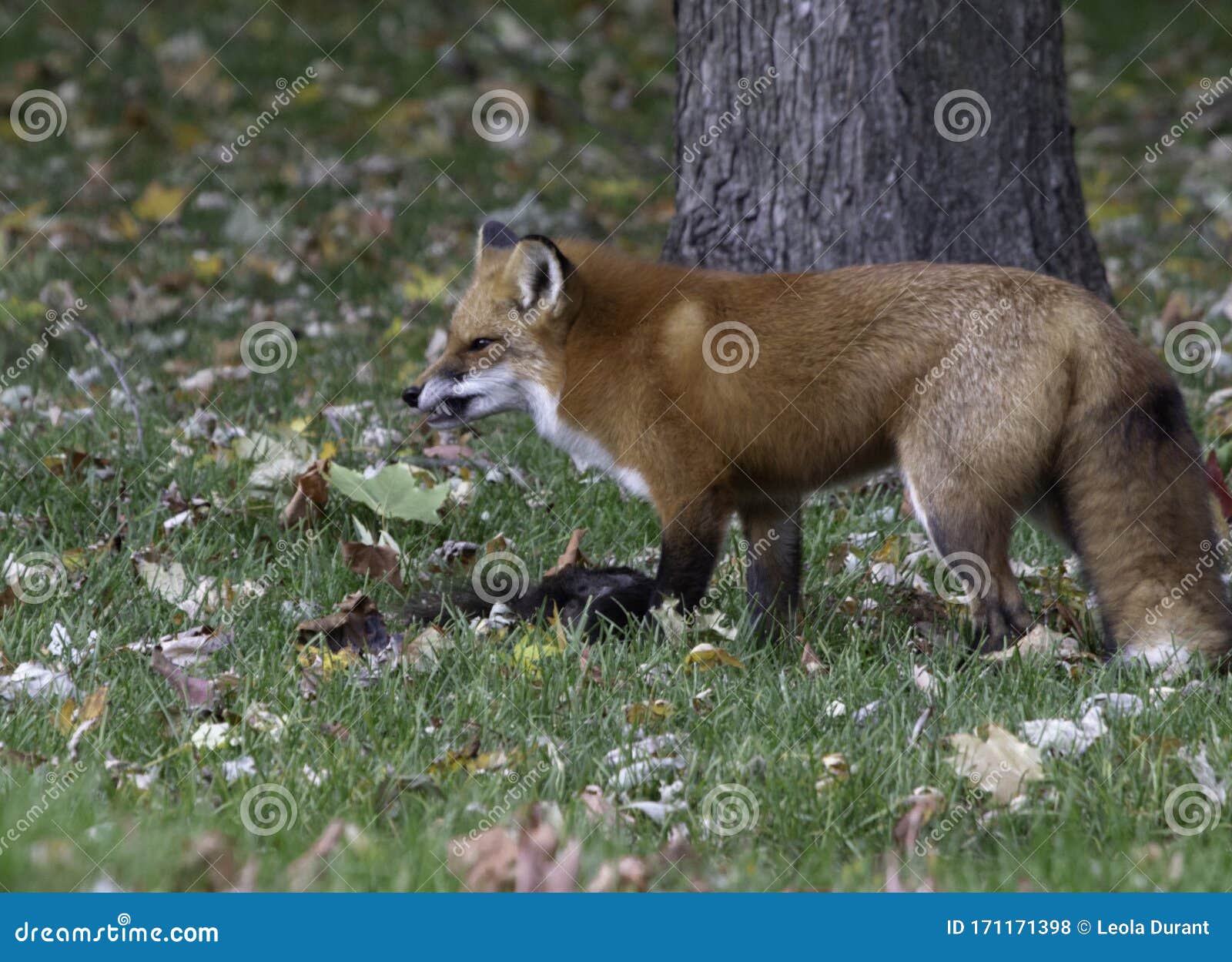 Red Fox Shows His Teeth stock photo. Image of forests - 171171398