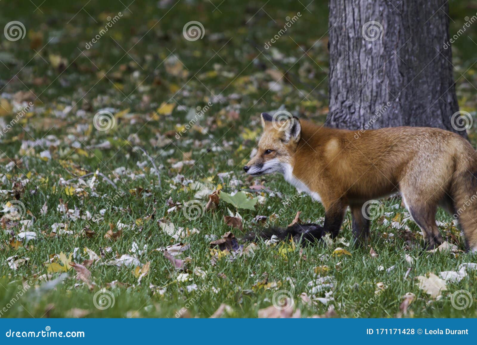 Red Fox Finds His Prey stock photo. Image of running - 171171428