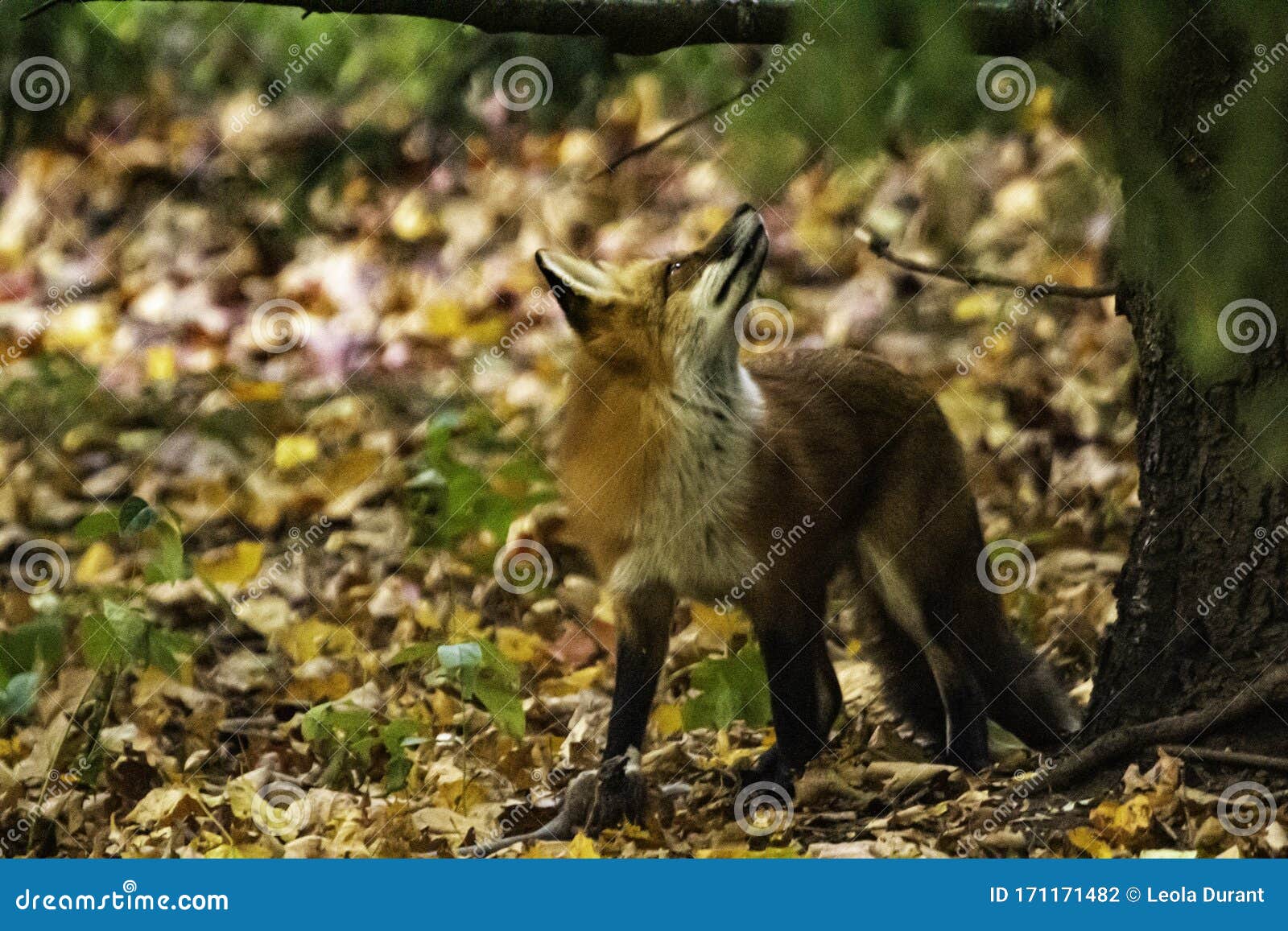Red Fox Covers All the Bases by Looking Up Stock Photo - Image of ...