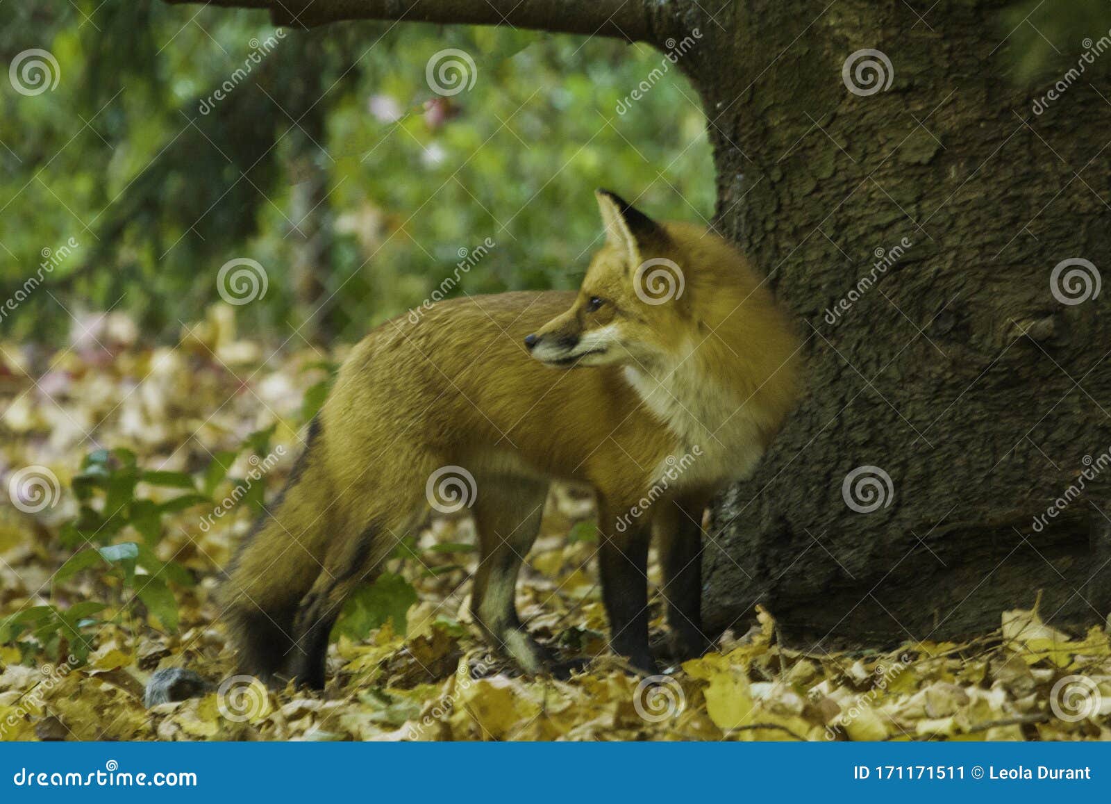 Taking a Look All Around the Garden Stock Image - Image of leaves ...