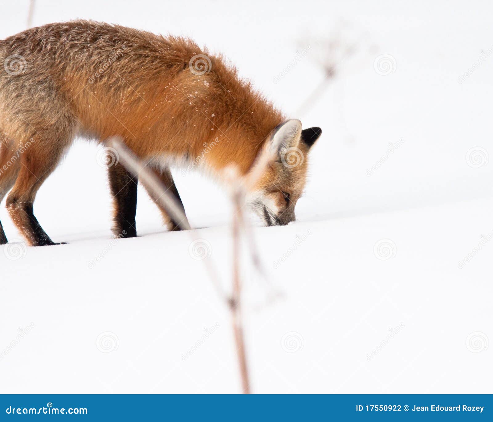 Red Fox stock photo. Image of paws, muzzle, mammal, snow - 17550922