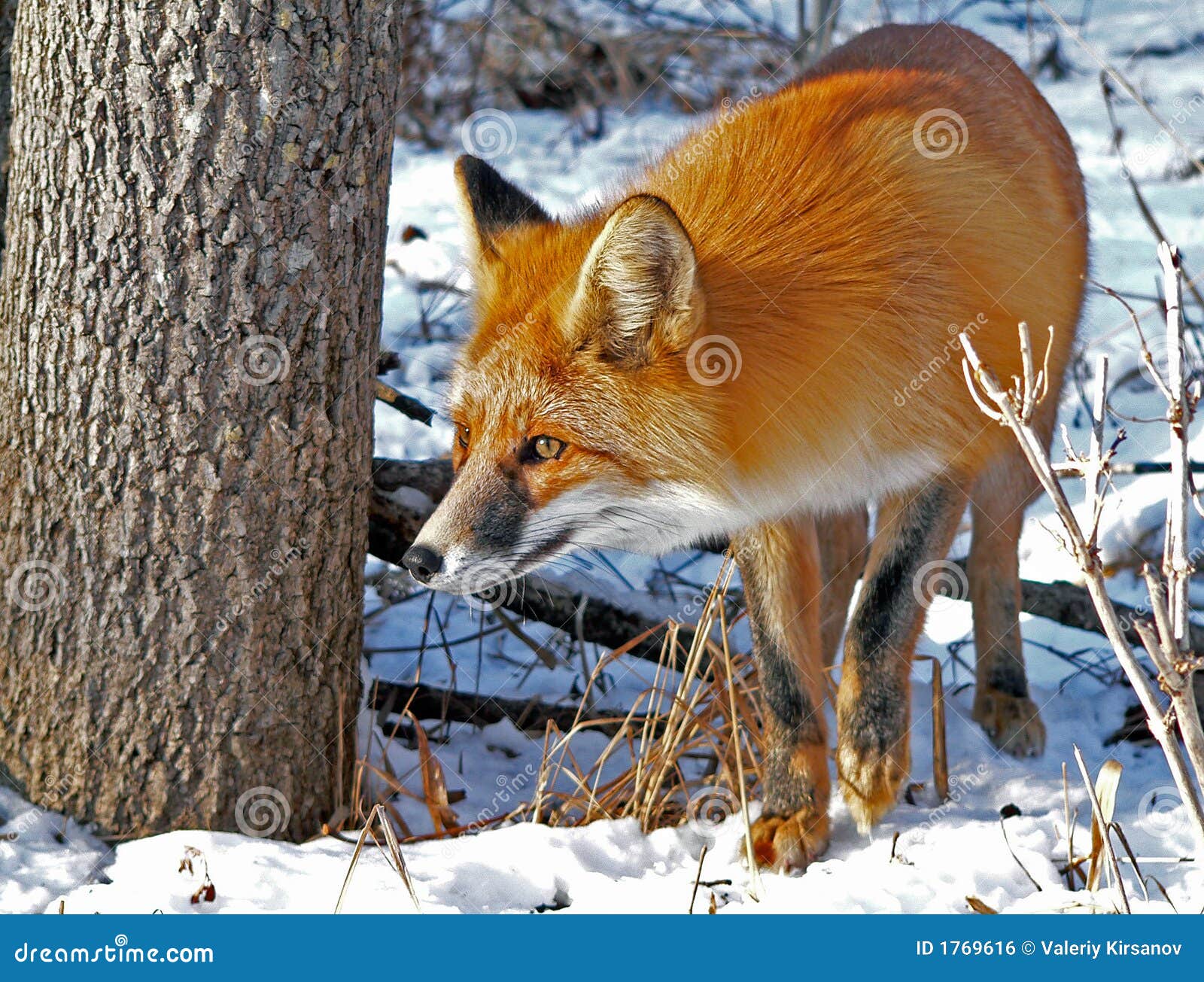 Red Fox stock photo. Image of fauna, animals, nose, snow - 1769616