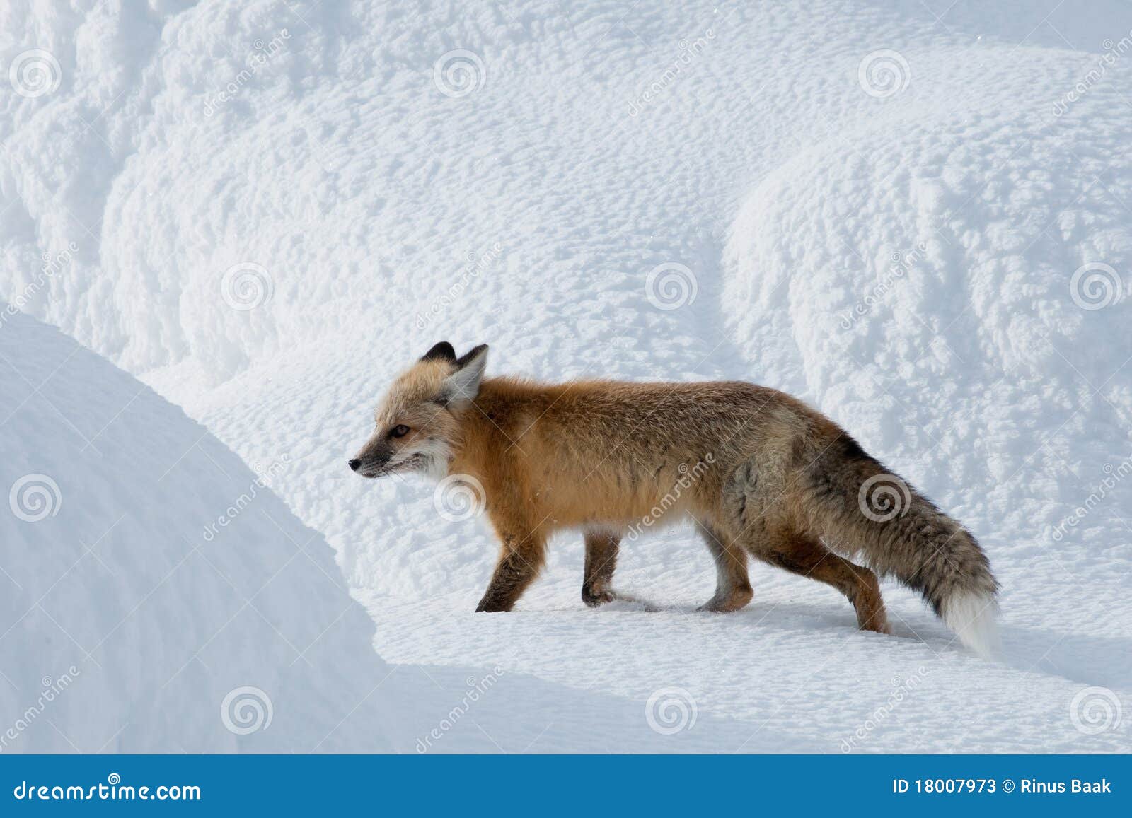 Red Fox stock image. Image of cuddly, redish, strolling - 18007973