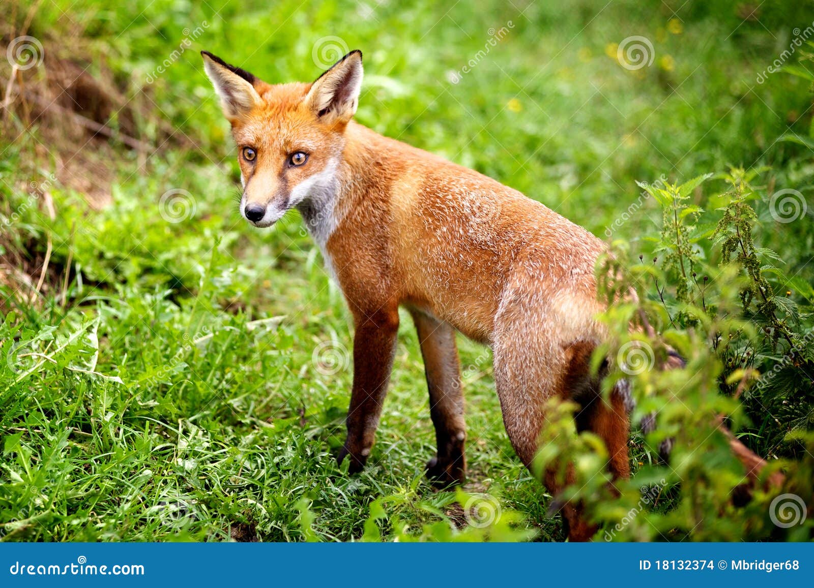 Red Fox stock photo. Image of pawed, northern, natural - 18132374