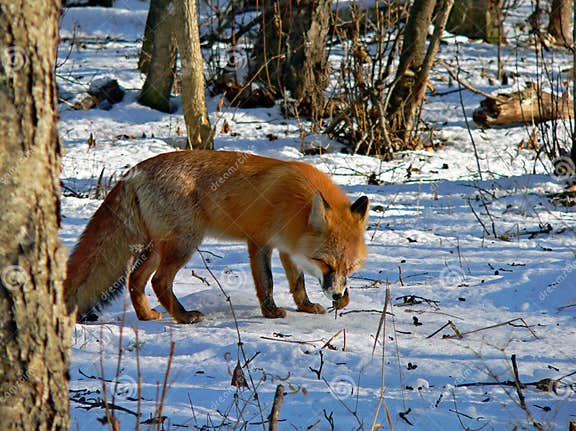 Red Fox 19 stock image. Image of reserve, primorye, eats - 2574169