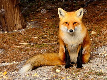 Red Fox stock photo. Image of tail, forest, shot, headshot - 19304038
