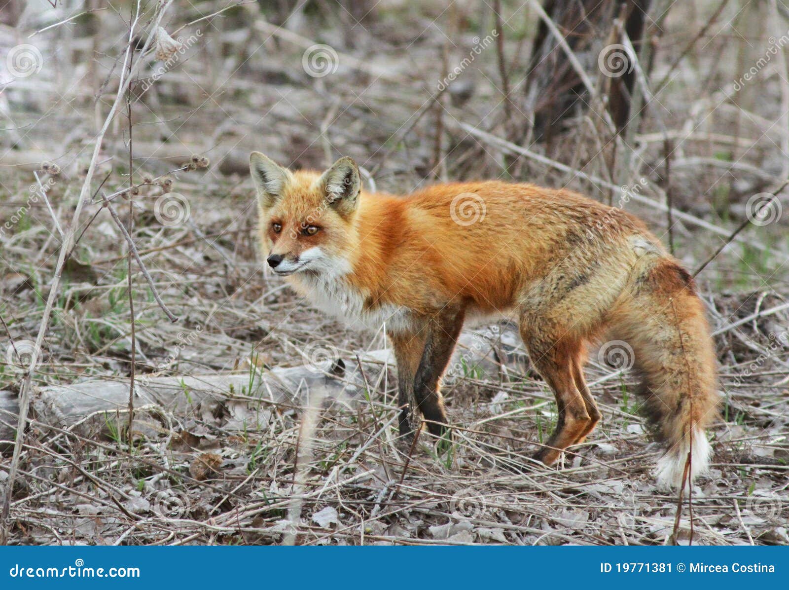 Red fox stock image. Image of devious, cunning, attentive - 19771381