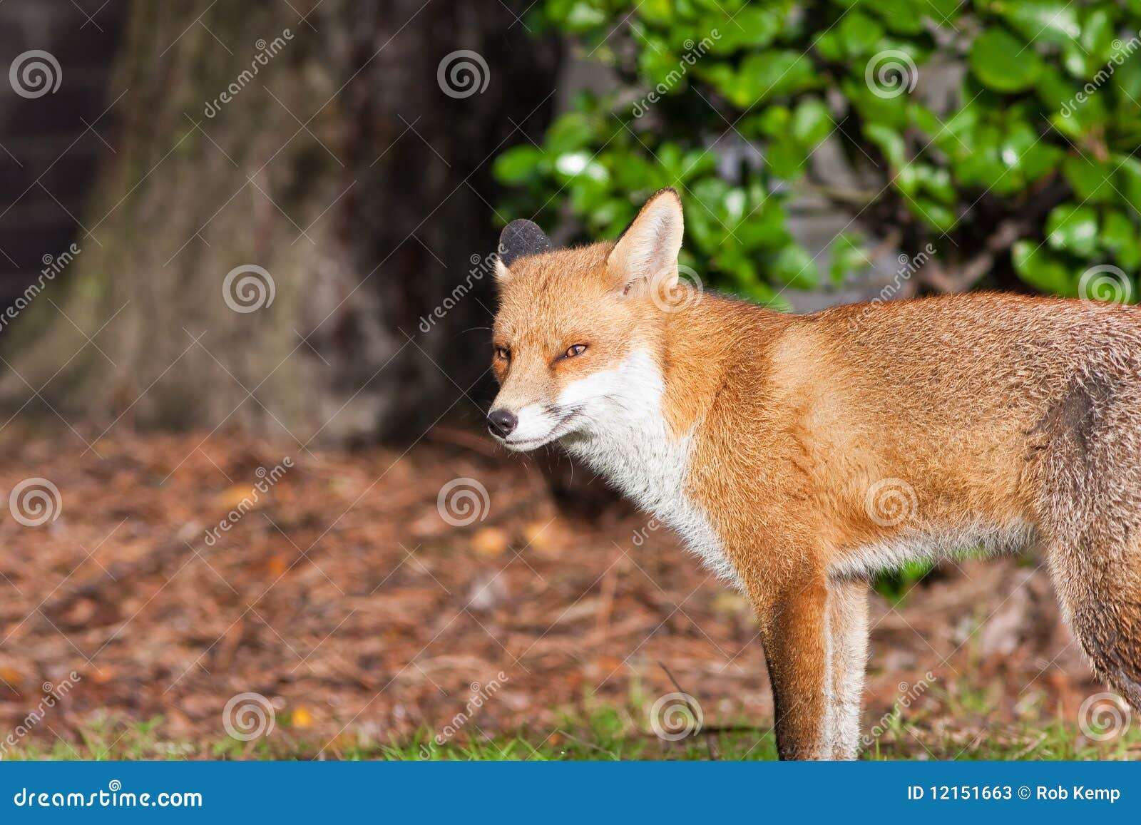 Red Fox 2 stock image. Image of canine, standing, europe - 12151663