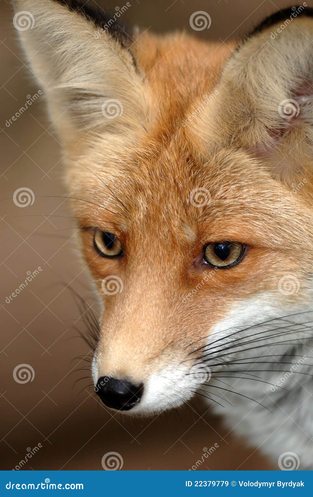 Red fox stock image. Image of rear, view, portrait, nature - 22379779