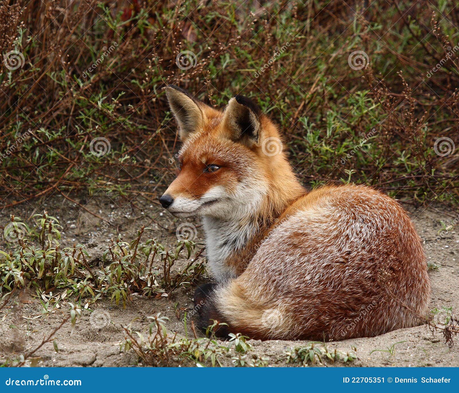 Red fox stock image. Image of attraction, forest, dramatic - 22705351