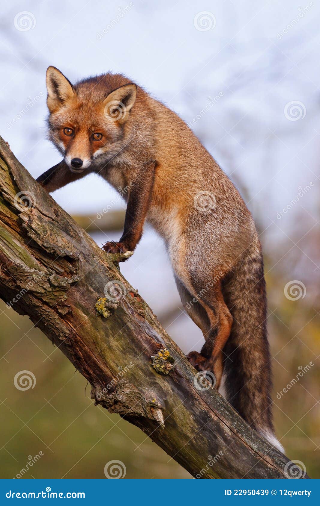 125 Red Fox Climbing Tree Stock Photos - Free & Royalty-Free Stock ...