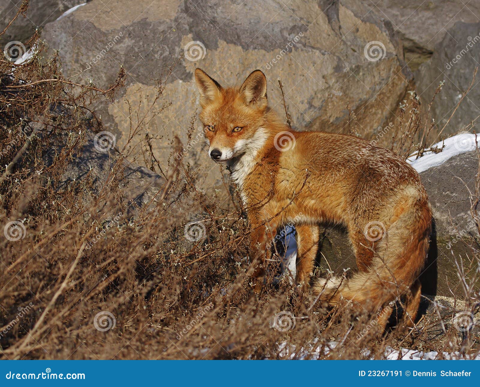 Red fox stock image. Image of tree, alone, vertebrate - 23267191