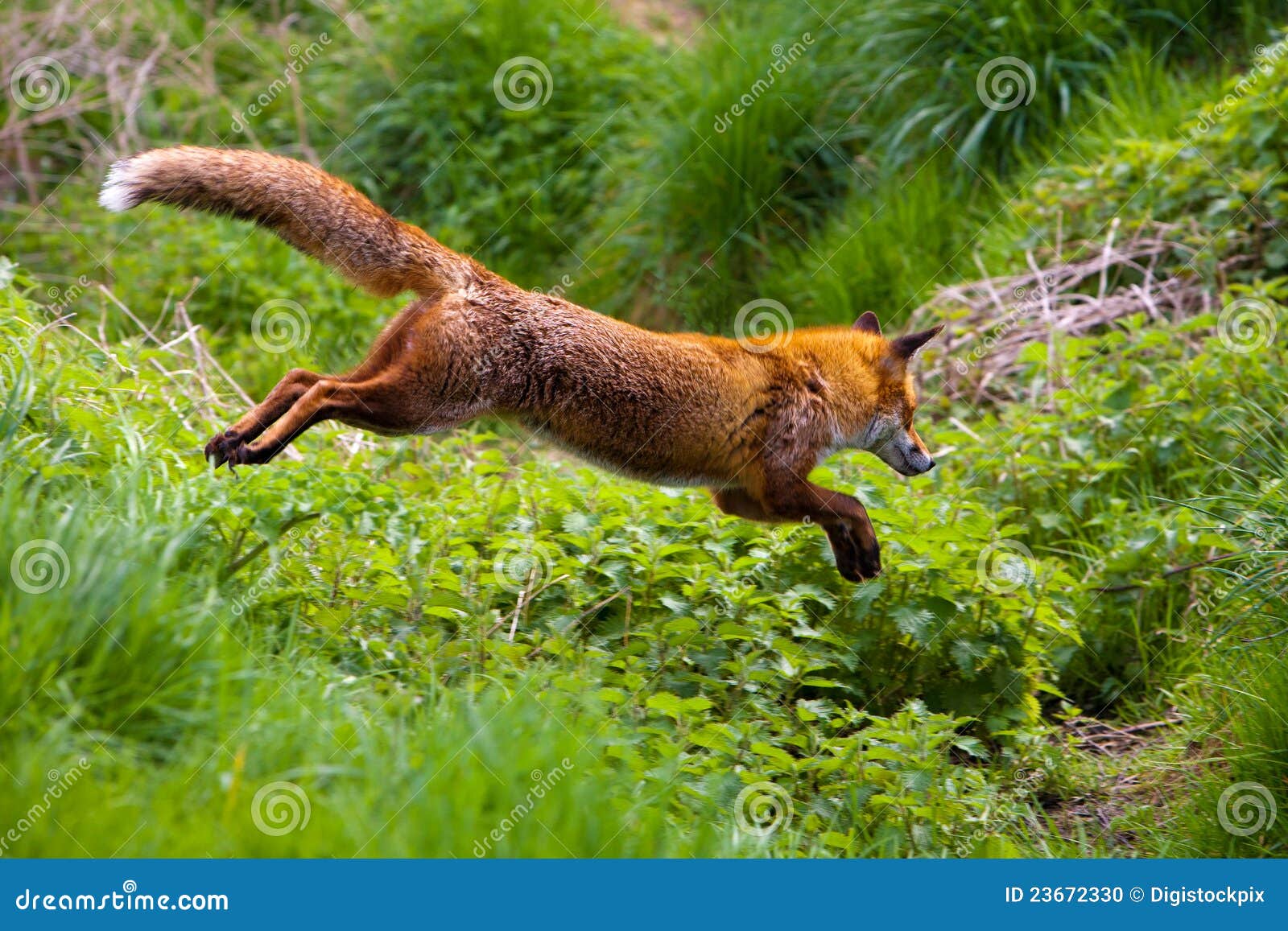 Red Fox stock photo. Image of ditch, undergrowth, vulpes - 23672330